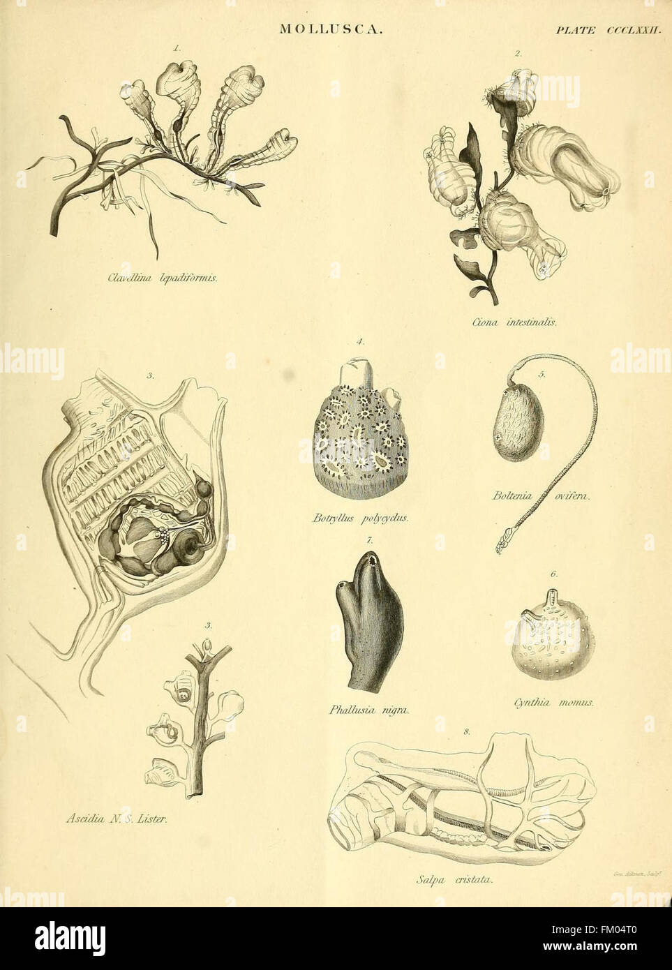 An illustration from the 'Mollusca' series, Plate CCCLXXII, depicting ...
