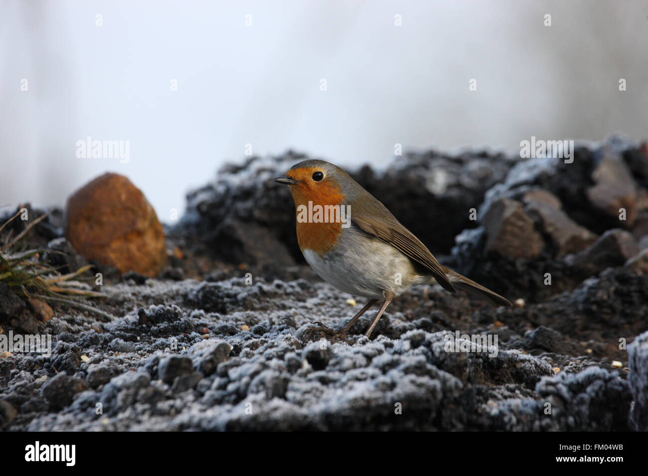Erithacus rubecula,robin standing sideways to the camera on frost ...