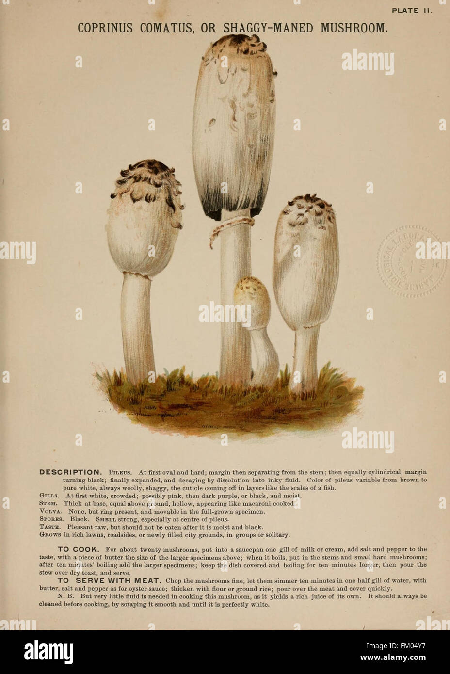 *Mushrooms of America* (Plate II) features detailed illustrations of ...