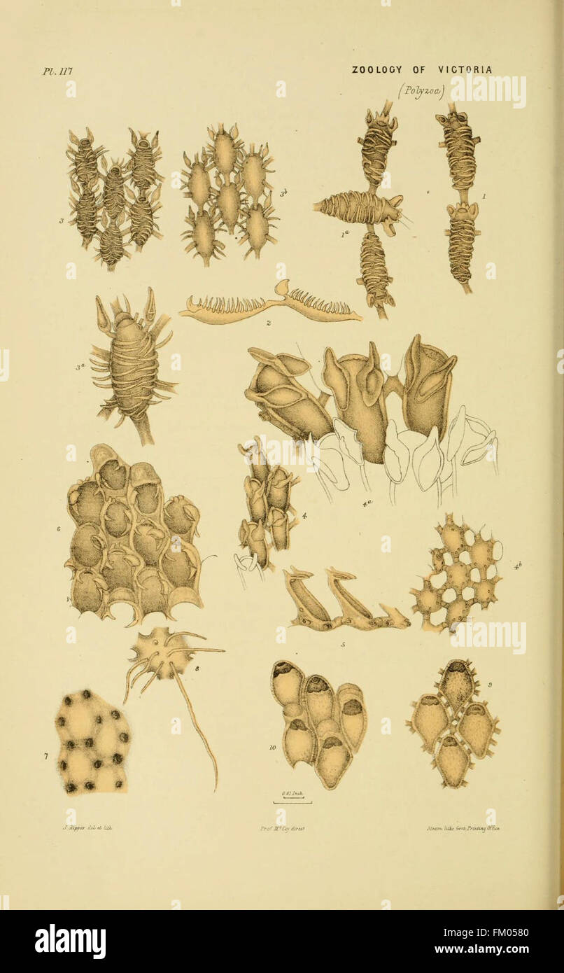 Plate 117 from the 'Natural History of Victoria' depicts various ...