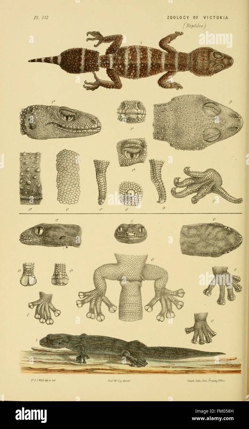 This plate from the 'Natural History of Victoria' illustrates the flora ...