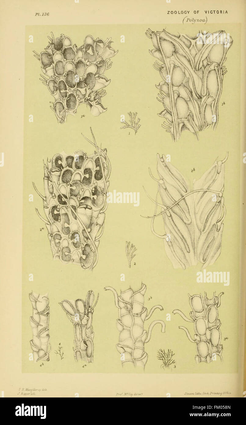 Plate 136 from Natural History of Victoria depicts the diverse wildlife ...