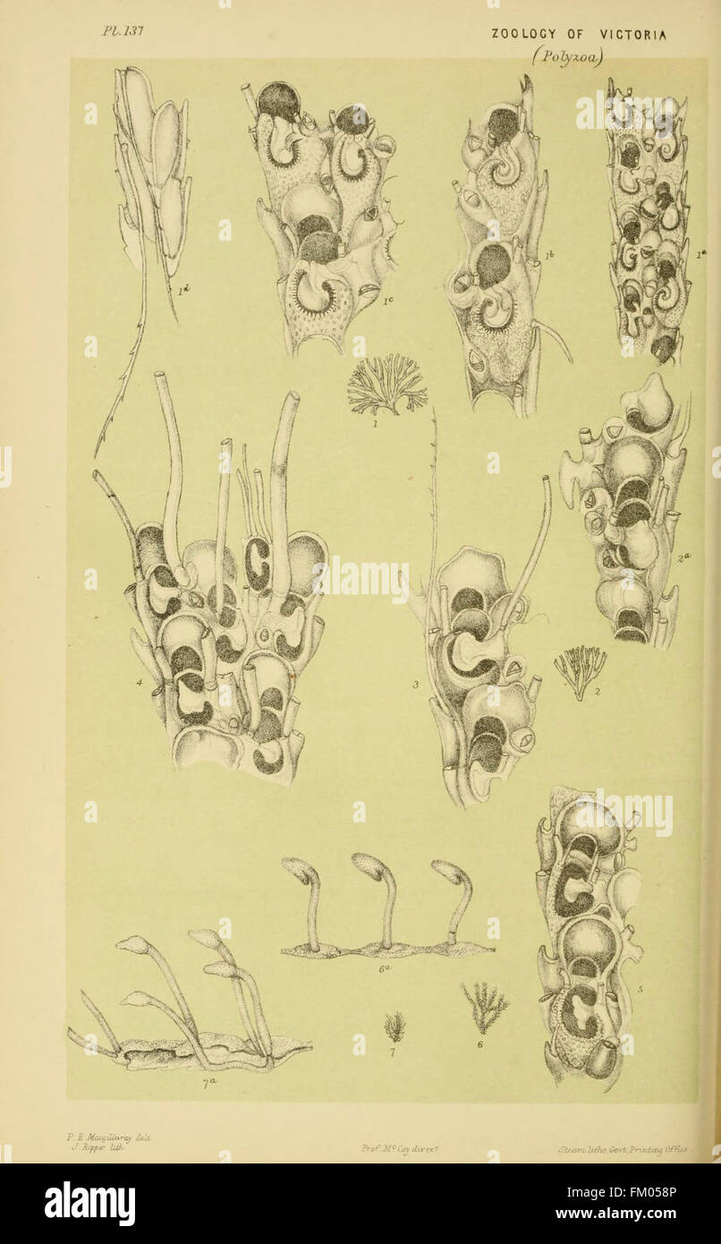 Plate 137 from the 'Natural History of Victoria' showcases the unique ...