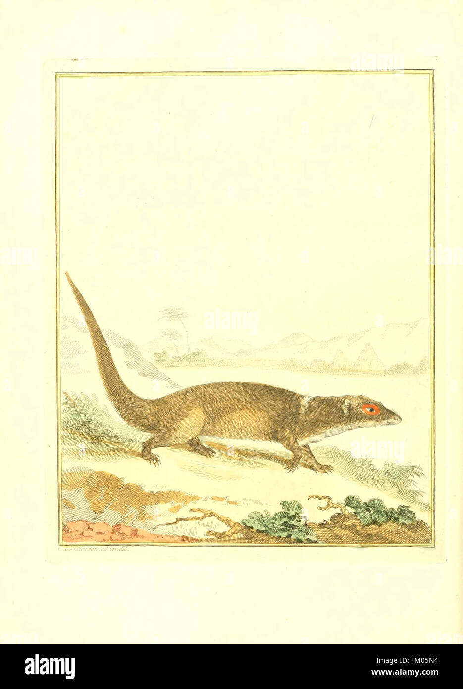 *Natuurkundige Beschryving* details a remarkable collection of rare ...