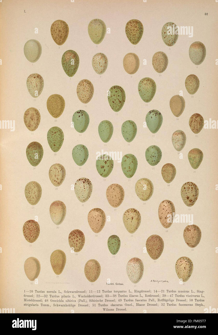 This plate from Naumann’s work presents detailed illustrations of ...