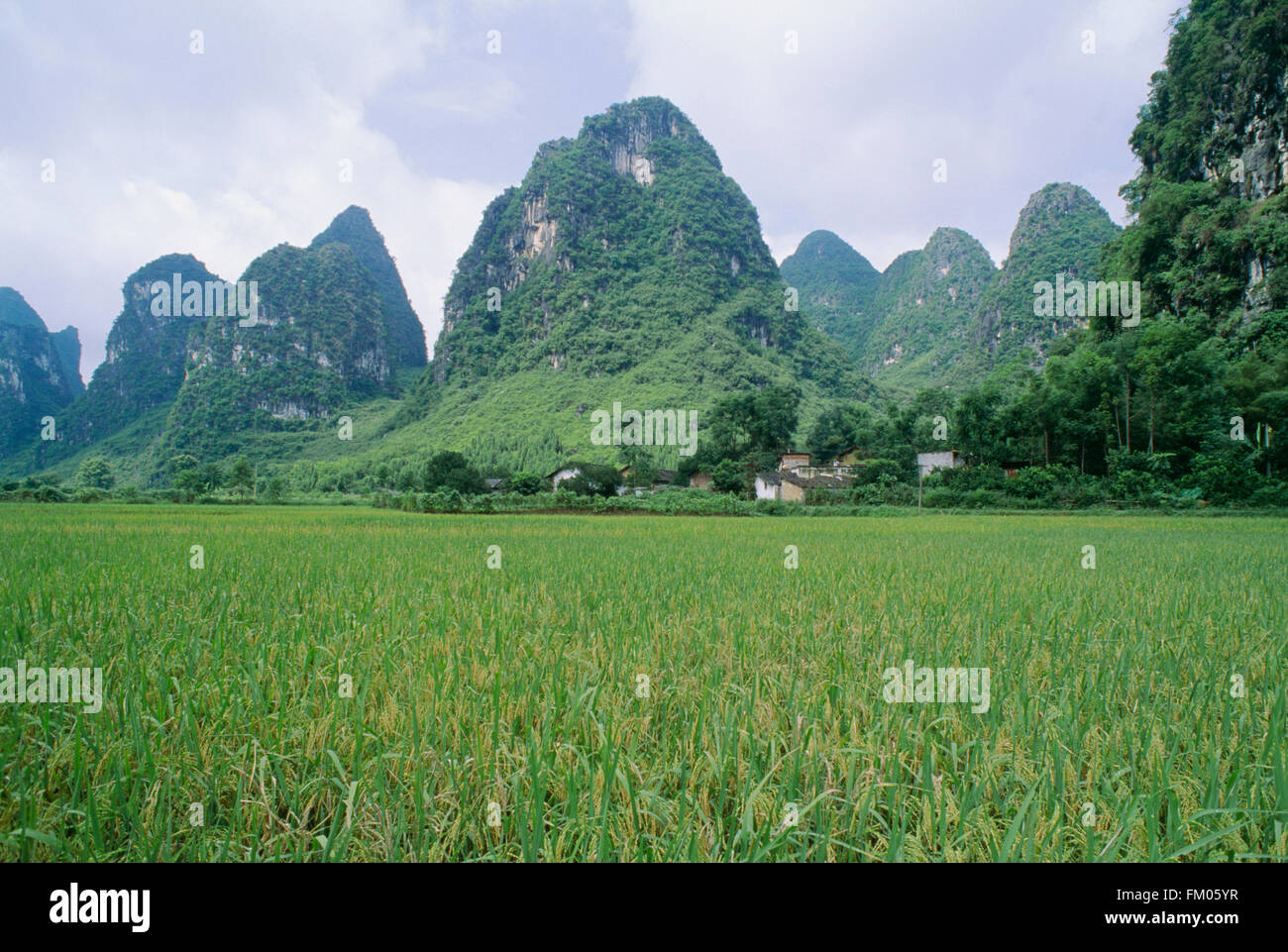 Rice Field, Yangshuo, Guangxi, China Stock Photo - Alamy