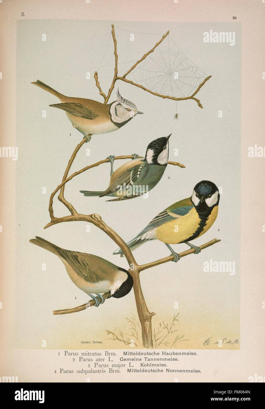 An illustration from Naumann's work, Plate II.20, depicting European ...