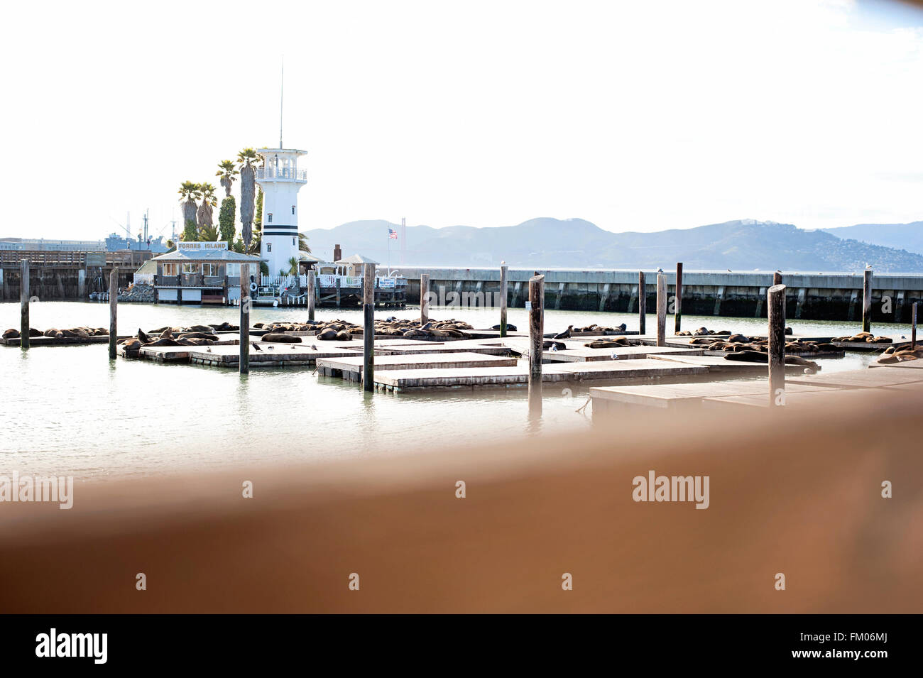 San francisco seals hi-res stock photography and images - Alamy