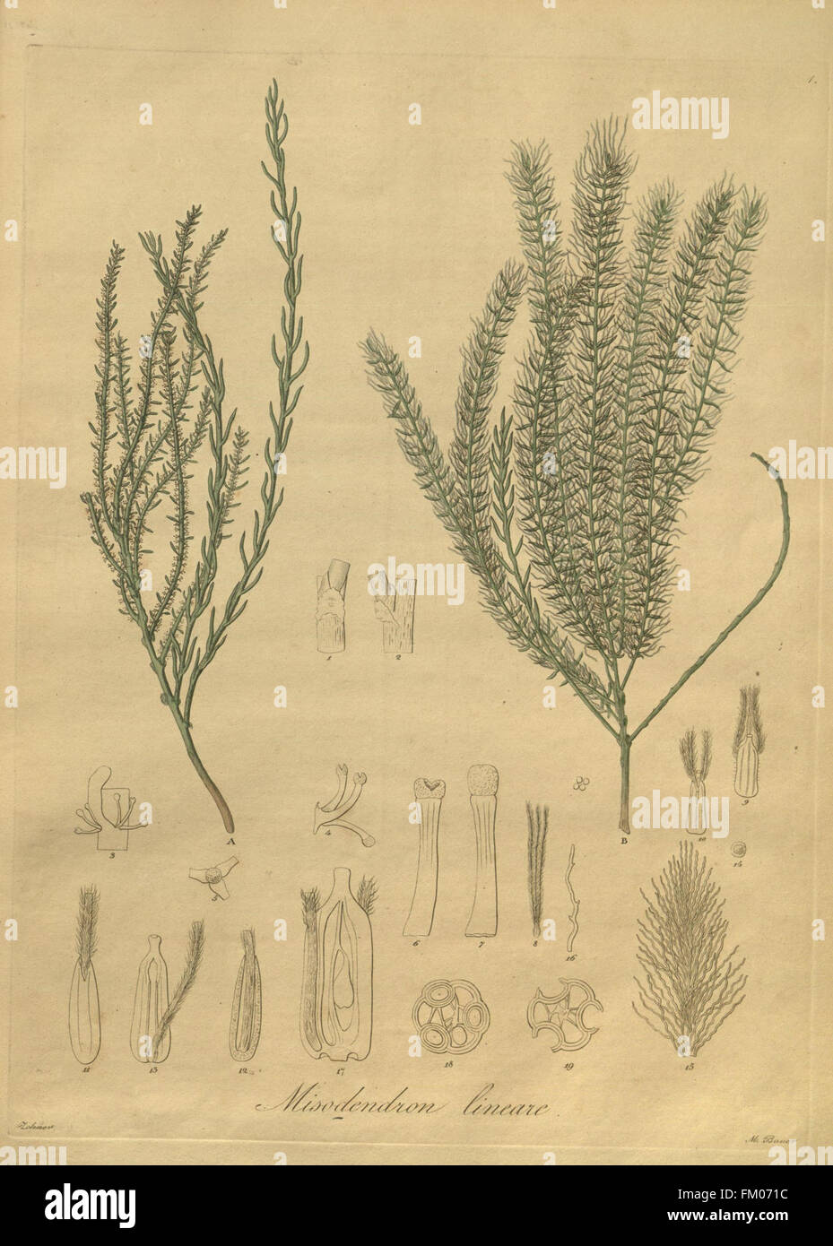 An illustration from 'Nova Genera ac Species Plantarum,' focusing on ...