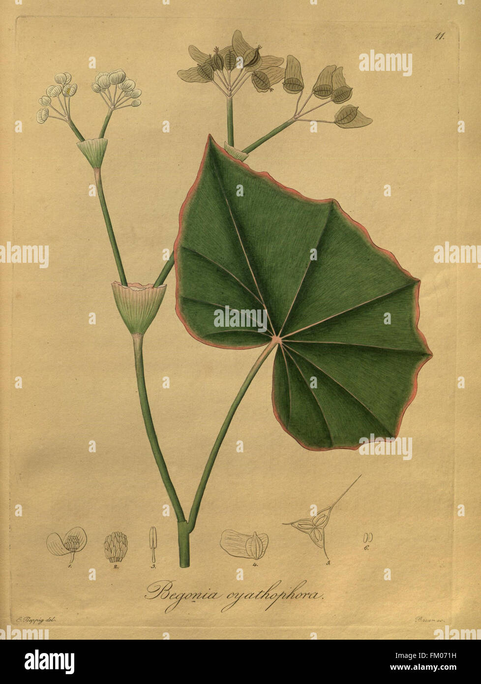 Genera plantarum hi-res stock photography and images - Alamy