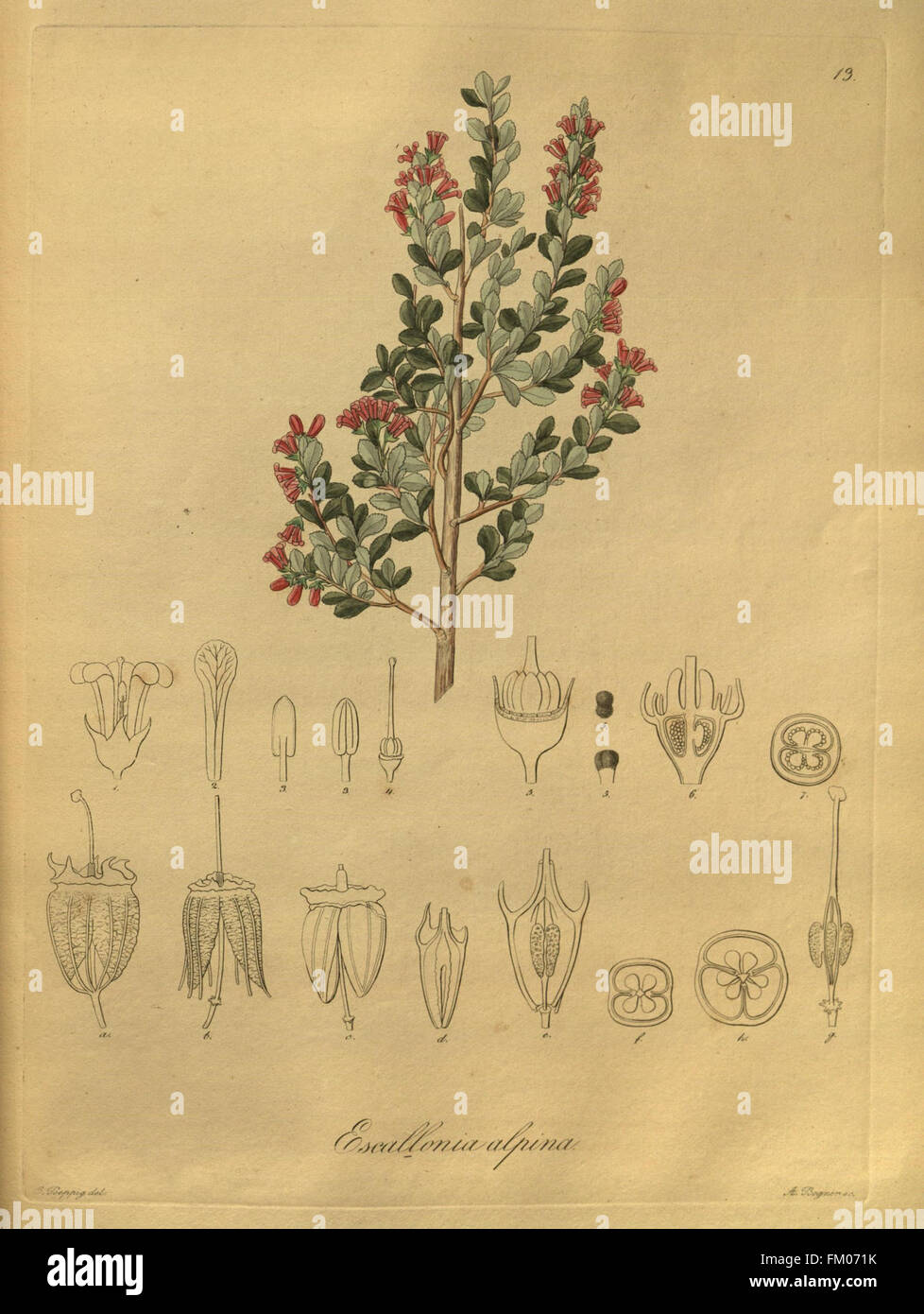 A botanical study documenting new plant species discovered in Chile ...