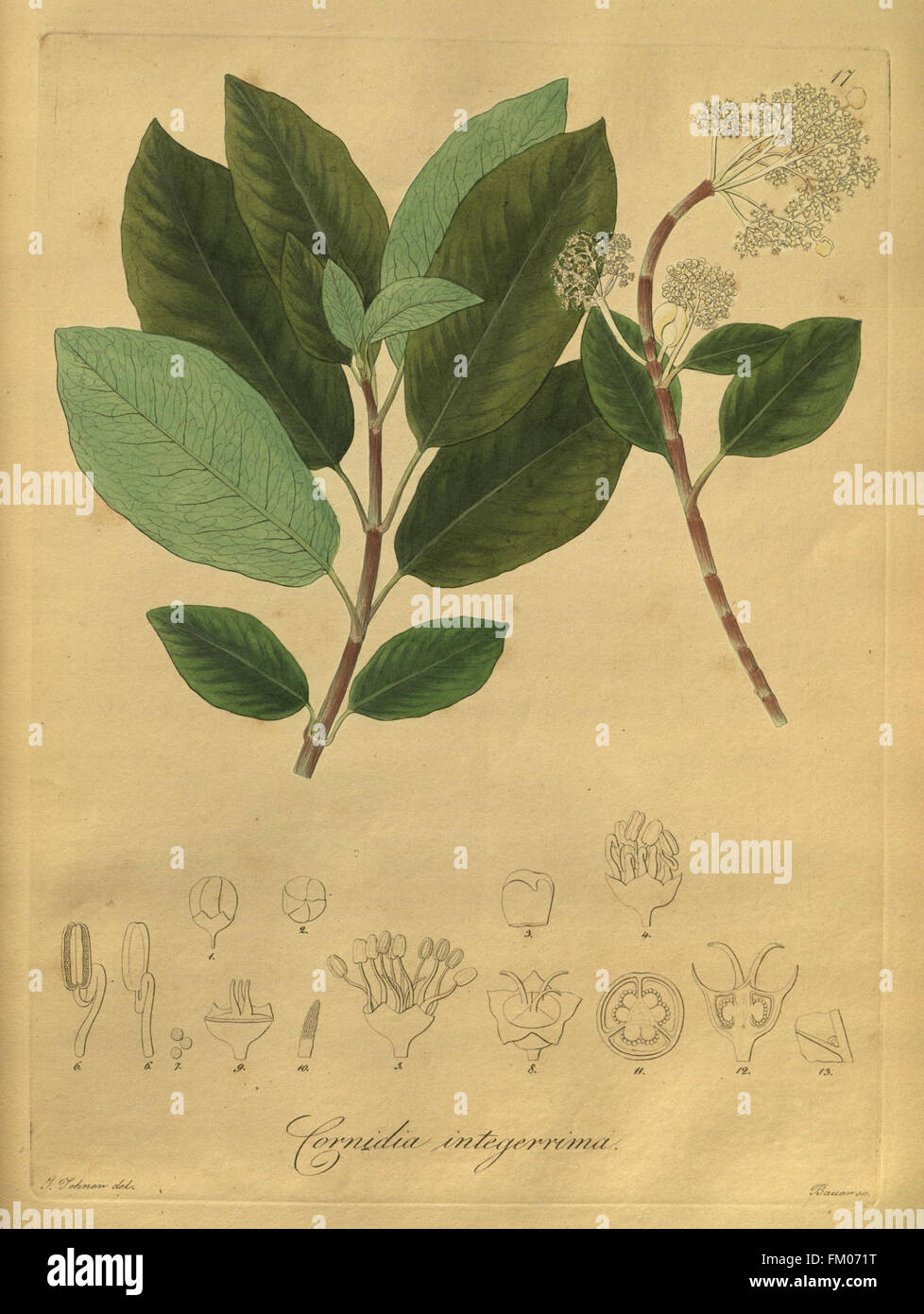 This plate from 'Nova Genera ac Species Plantarum' features new plant ...