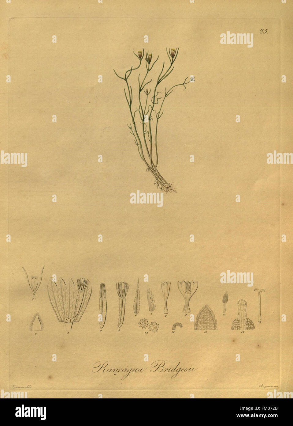 'Nova Genera ac Species Plantarum' illustrates newly discovered plant ...