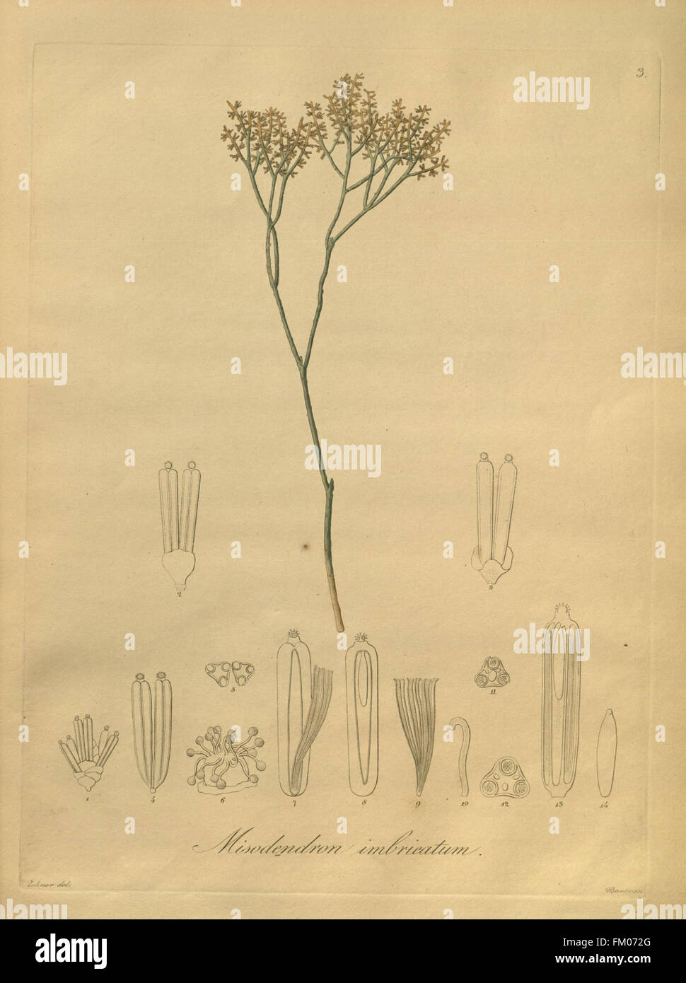An illustration from *Nova genera ac species plantarum* depicting new ...