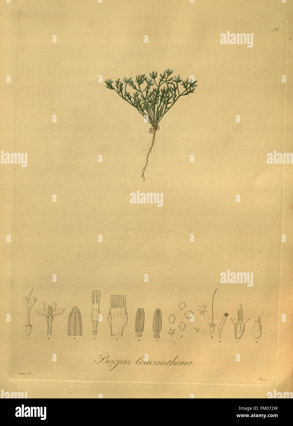 This botanical work details new plant species from Chile, Peru, and the ...