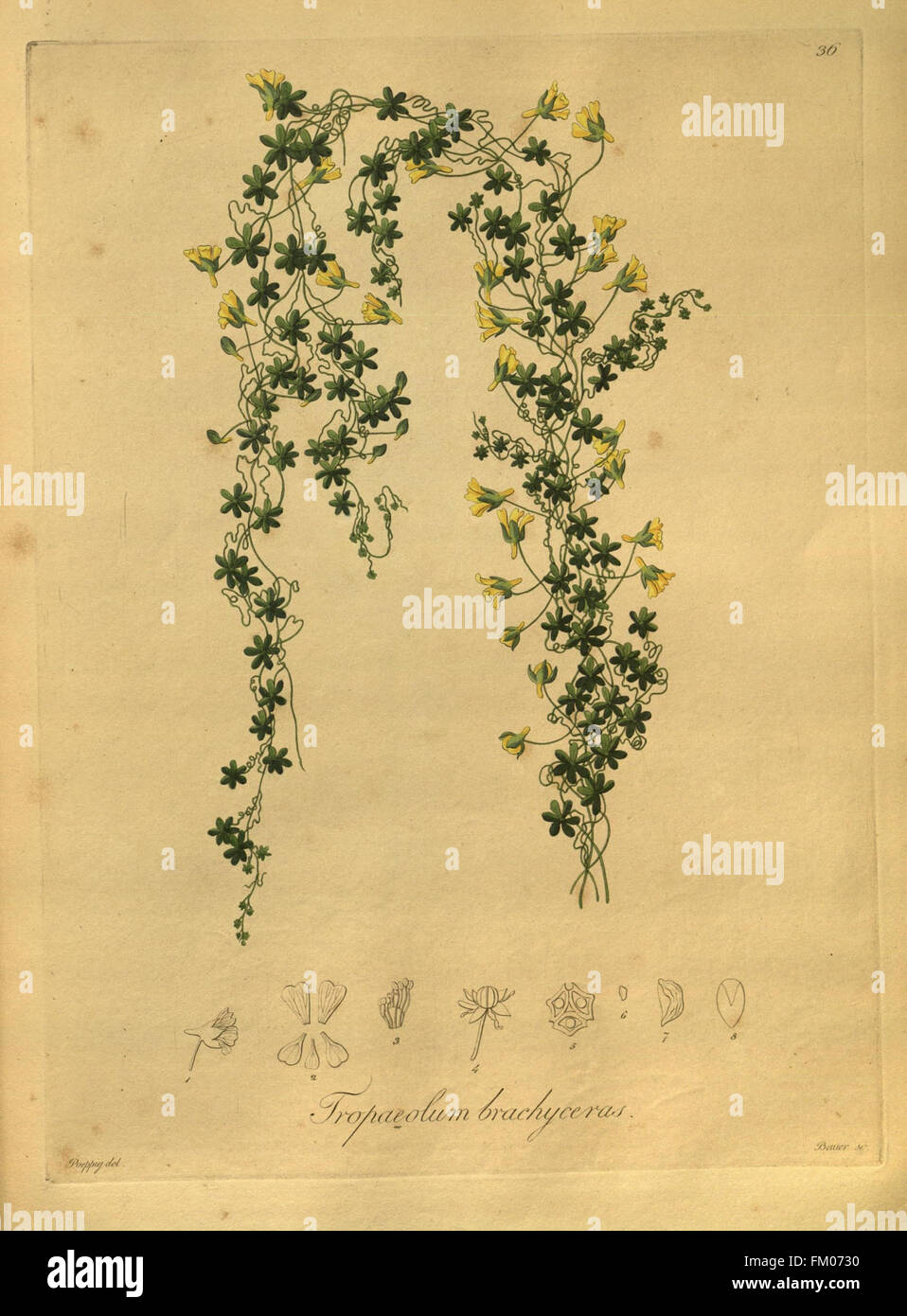 This plate from 'Nova genera ac species plantarum' presents new plant ...