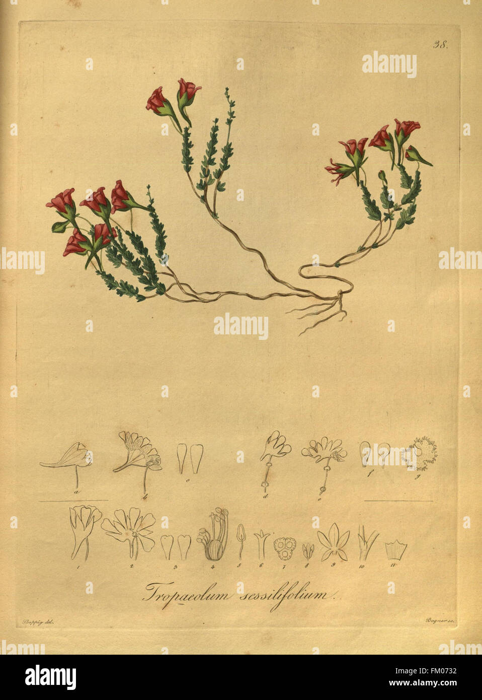Plate 38 from 'Nova Genera ac Species Plantarum' presents new plant ...