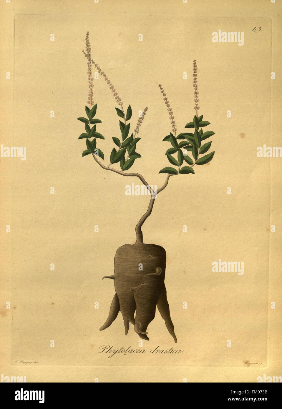 This work describes new genera and species of plants from Chile, Peru ...