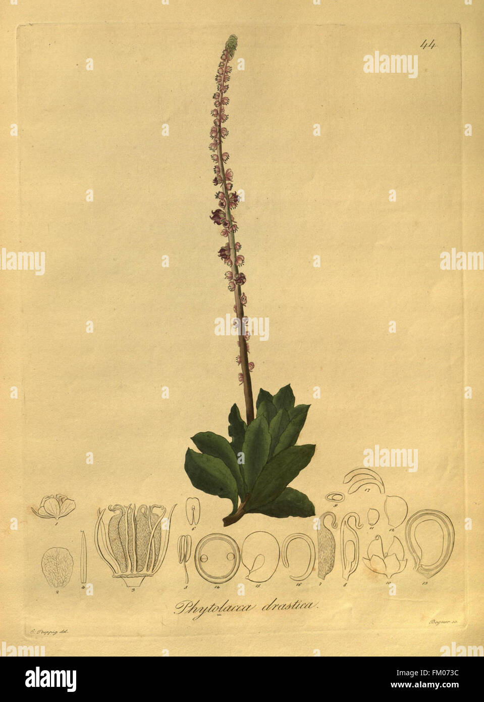Plate 44 from 'Nova Genera Ac Species Plantarum' details new plant ...