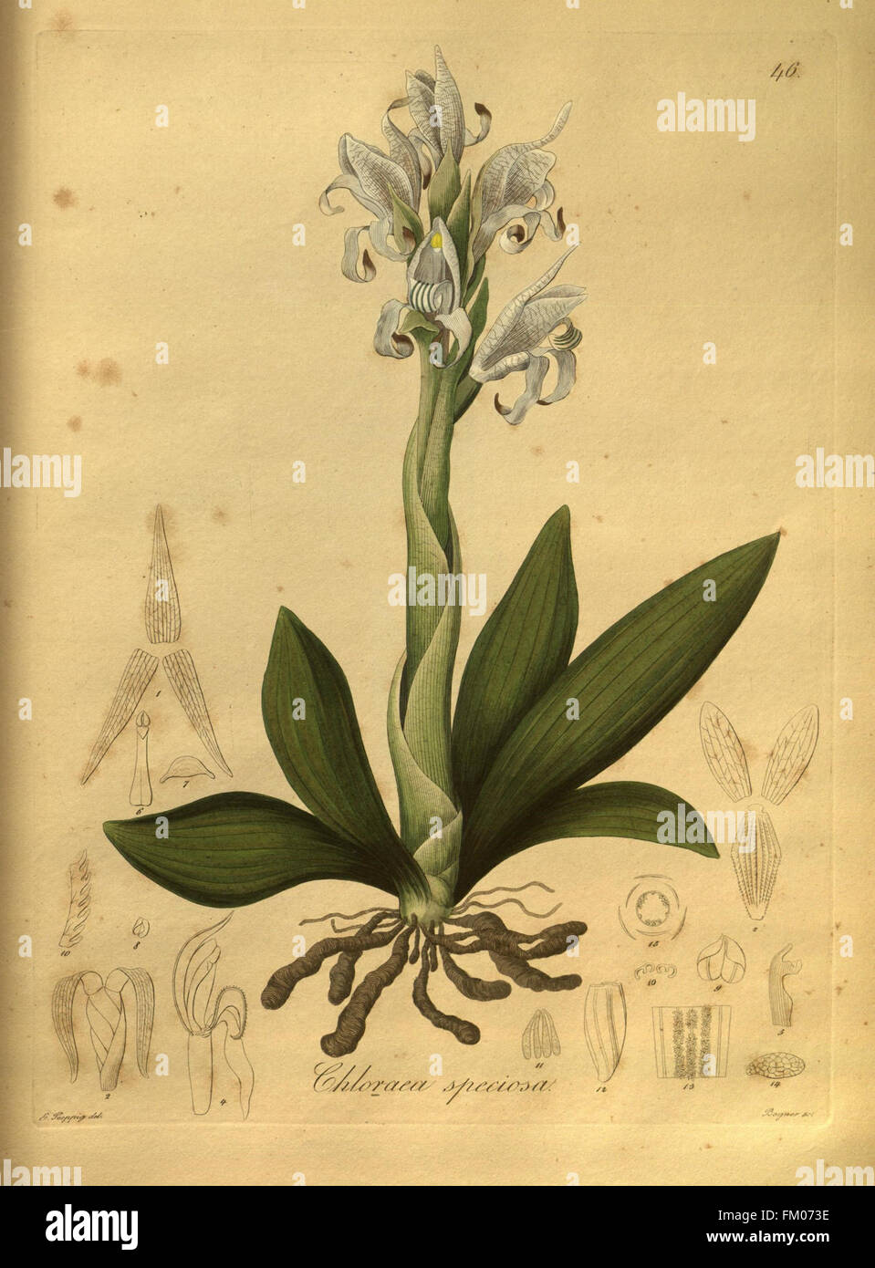 A botanical work documenting new genera and species of plants ...