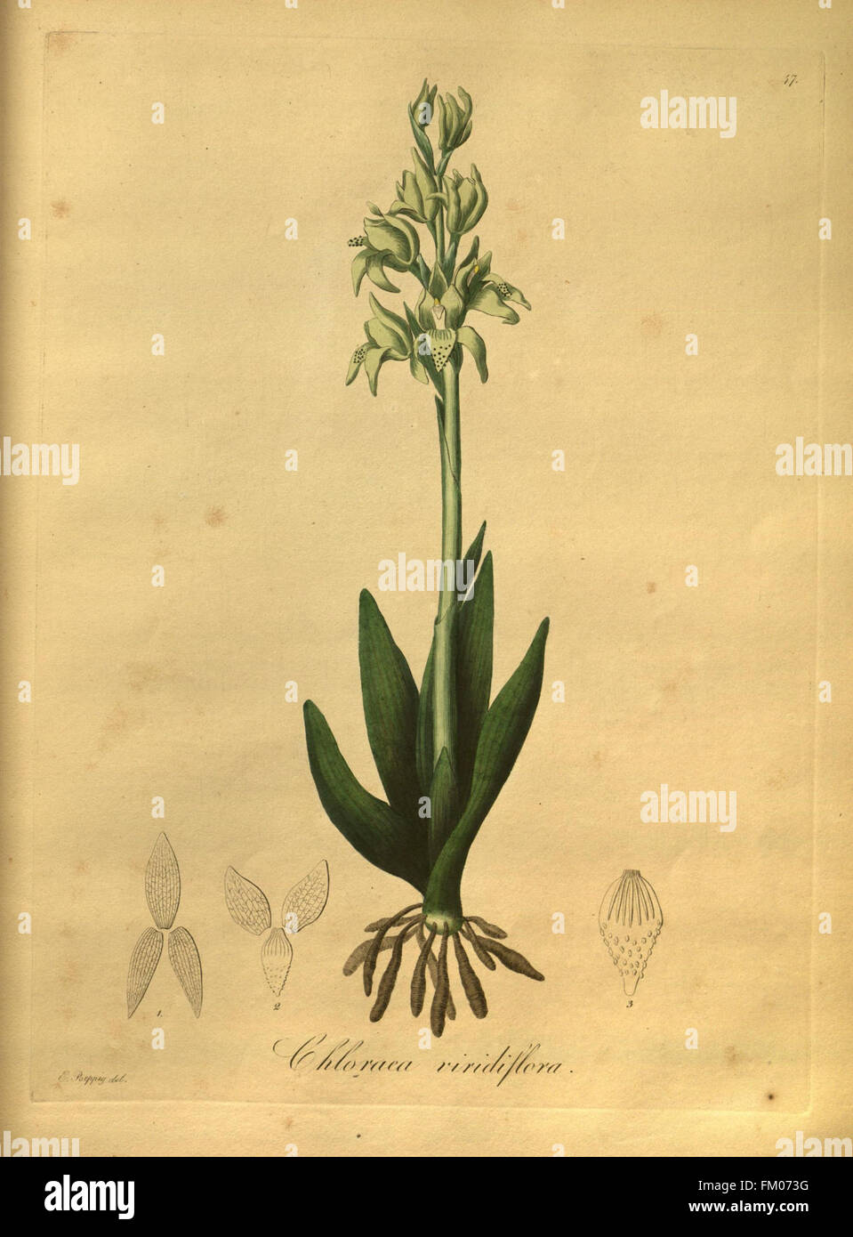 An illustration of new plant genera and species discovered in the ...