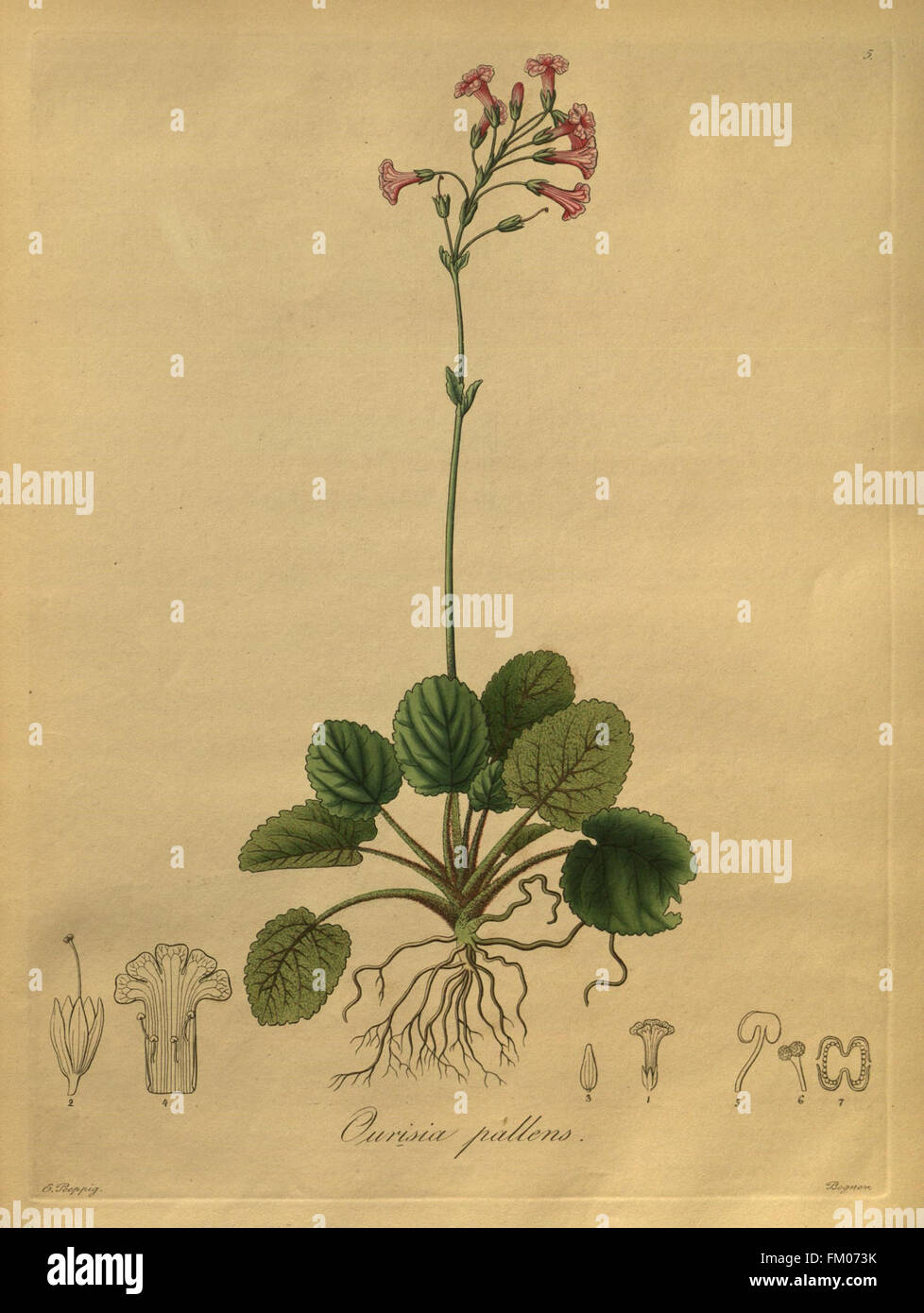 Plate 5 from 'Nova Genera ac Species Plantarum' showcases new plant ...
