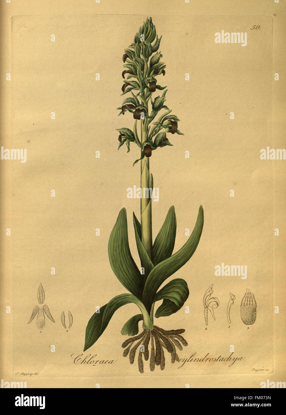 This work catalogues new plant genera and species from the Chilean ...