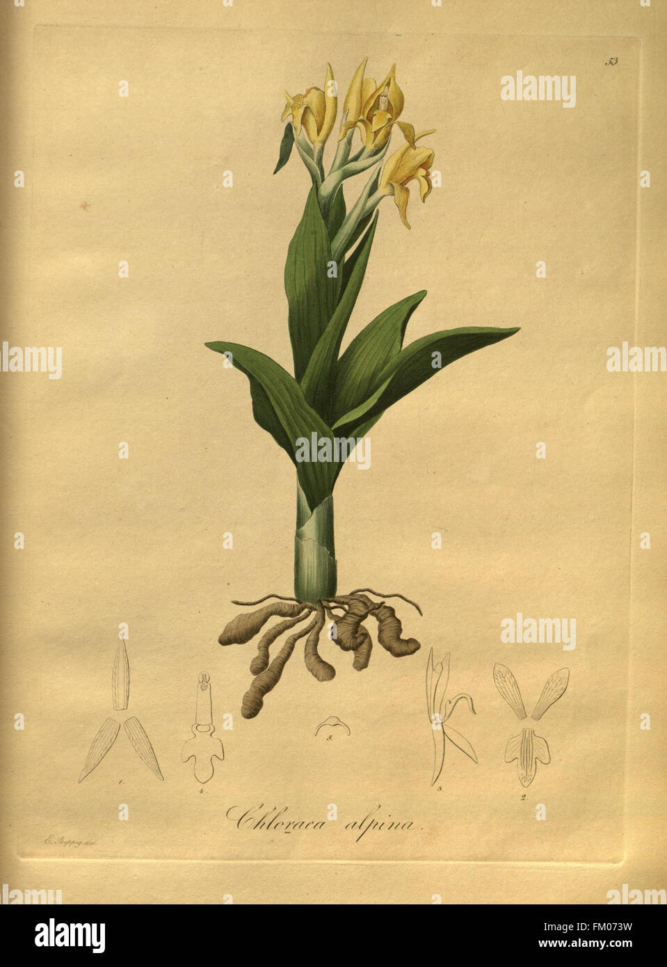 This plate from 'Nova genera ac species plantarum' presents new plant ...