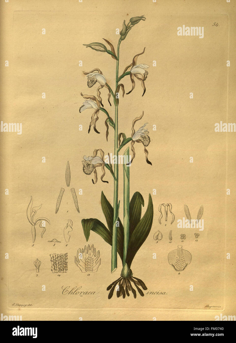 This plate presents new genera and species of plants discovered in the ...