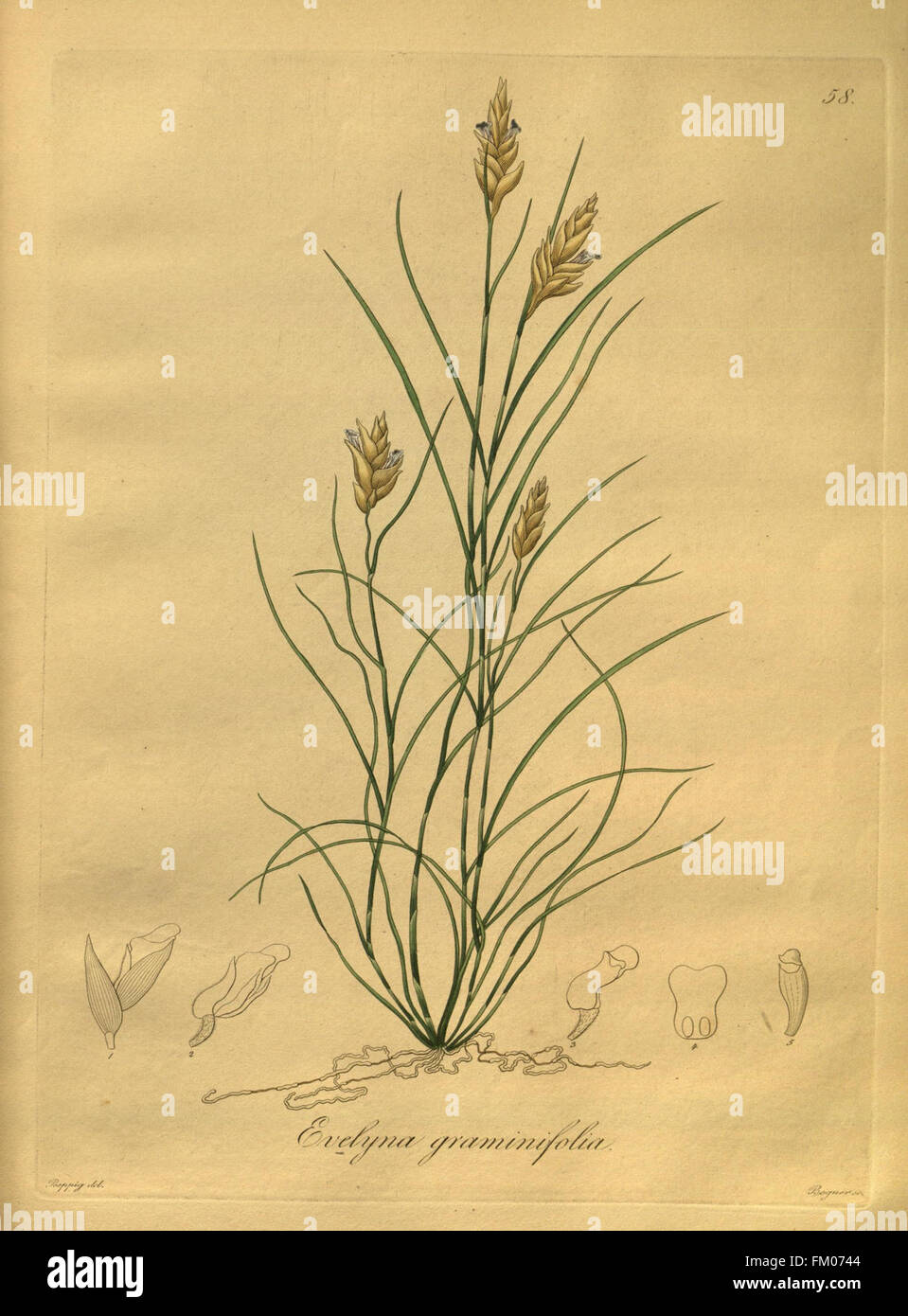 This work catalogs newly discovered plant species in Chile, Peru, and ...