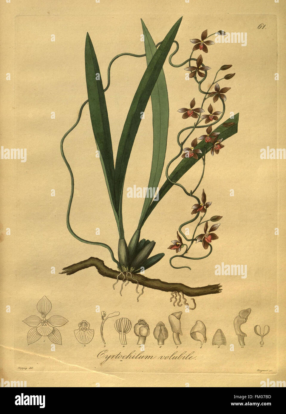 'Nova Genera ac Species Plantarum' explores new plant genera and ...
