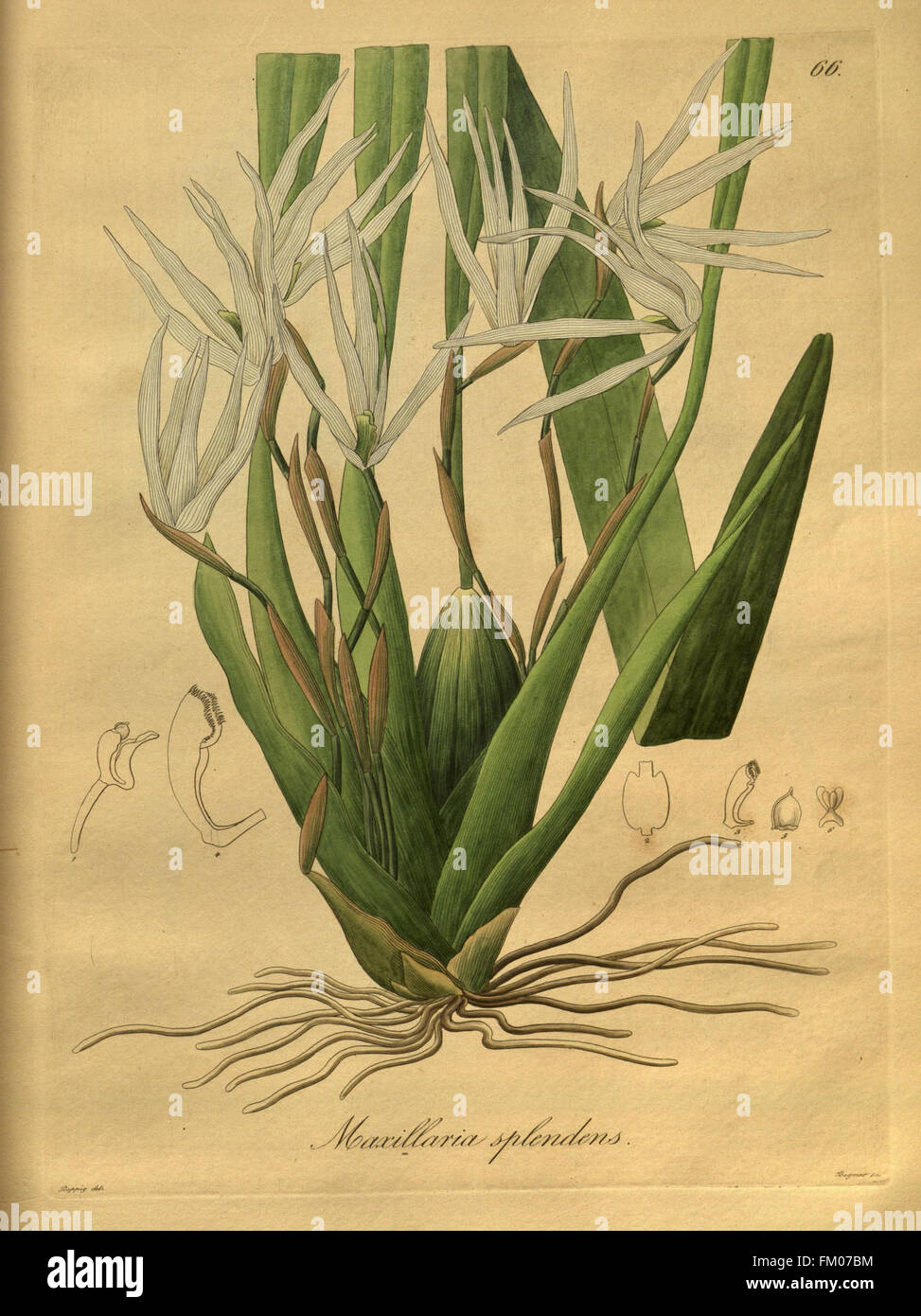 This plate from 'Nova Genera Ac Species Plantarum' illustrates new ...