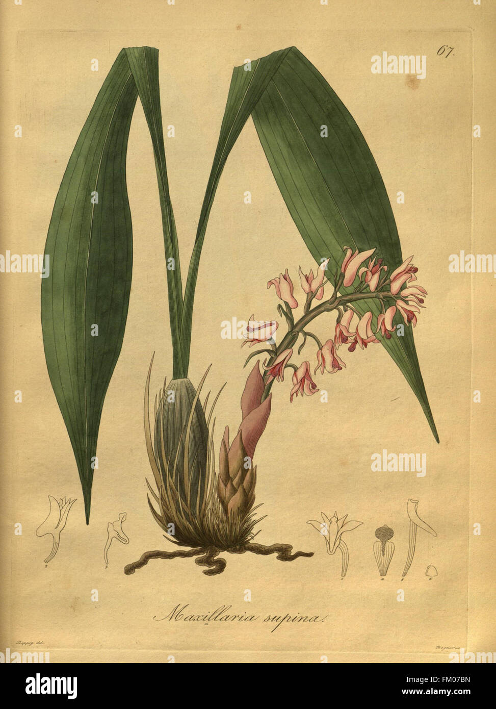 This work details new plant genera and species discovered in the ...