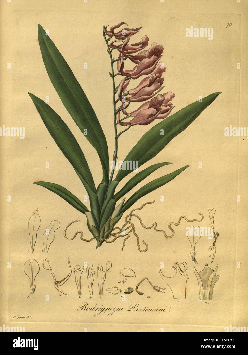 This work describes new plant genera and species from the Chilean ...