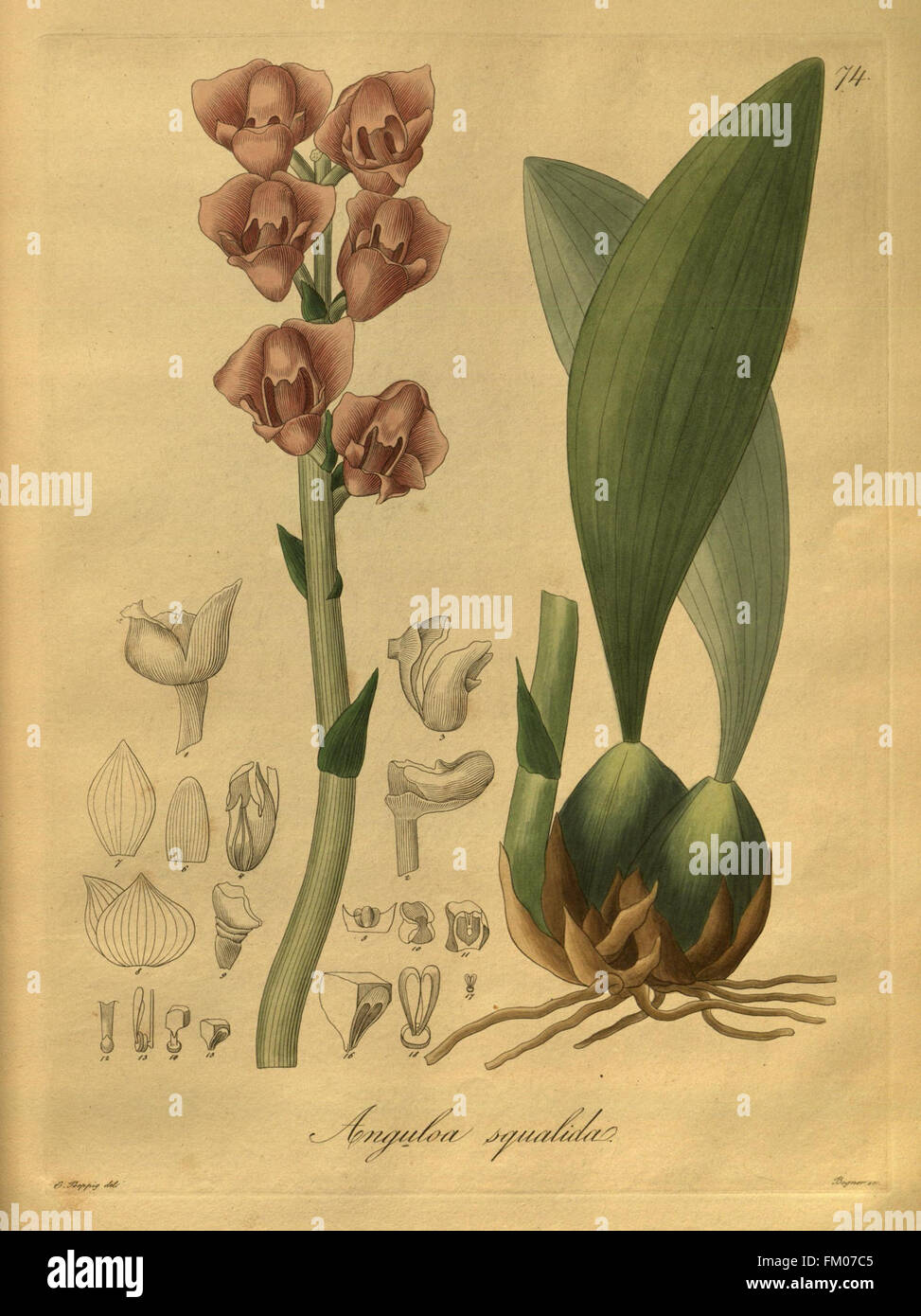 Plate 74 from *Nova genera ac species plantarum* introduces new plant ...