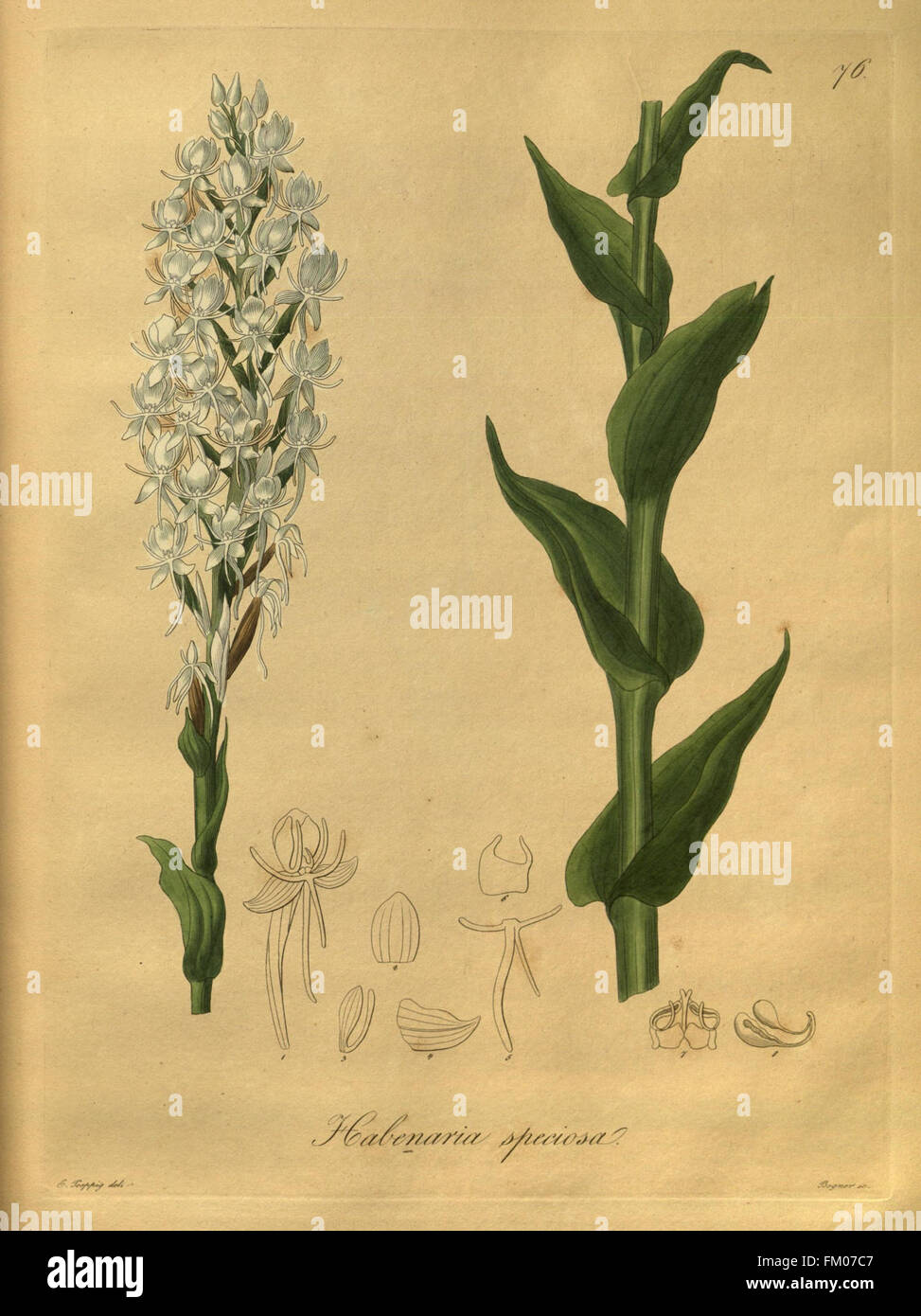 Plate 76 from 'Nova genera ac species plantarum' depicts newly ...