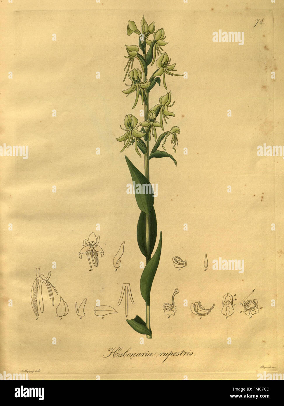 This work features the description and illustration of new plant genera ...