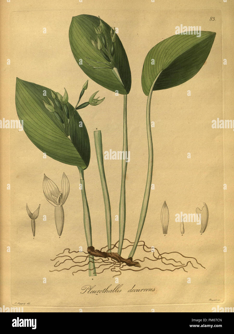 New plant species discovered hi-res stock photography and images - Alamy