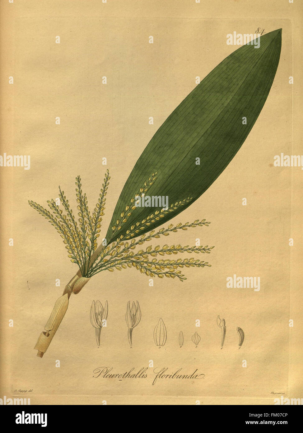 Genera plantarum hi-res stock photography and images - Alamy