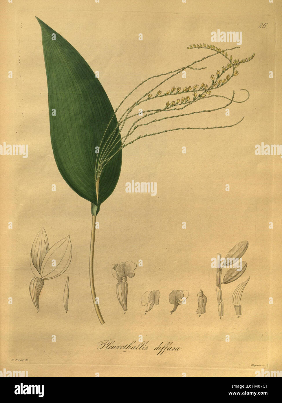 'Nova Genera ac Species Plantarum' (Pl. 86) documents new plant genera ...