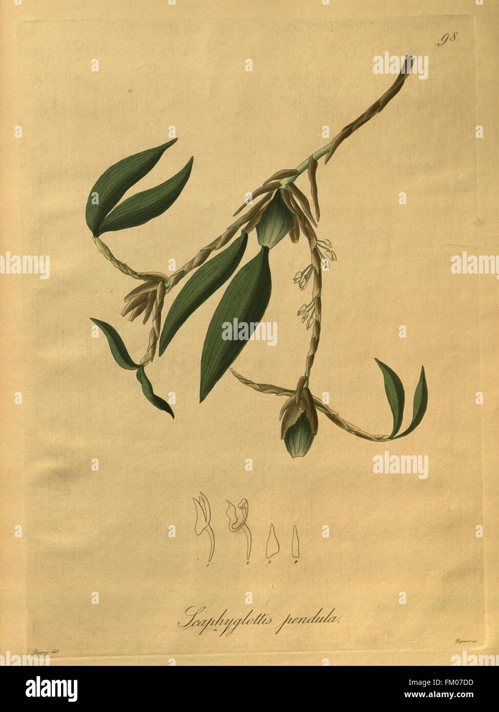 This plate from *Nova genera ac species plantarum* details new plant ...