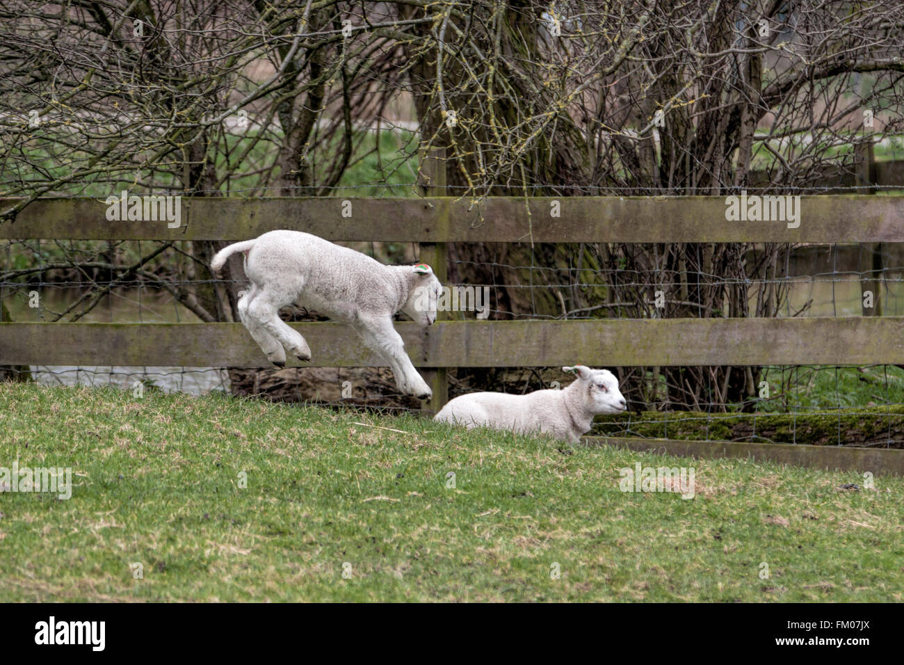 Lamb jumping fence hi-res stock photography and images - Alamy