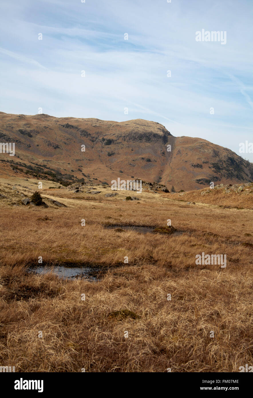 Sphagnum peat bog Silver How above Grasmere The English Lake District ...