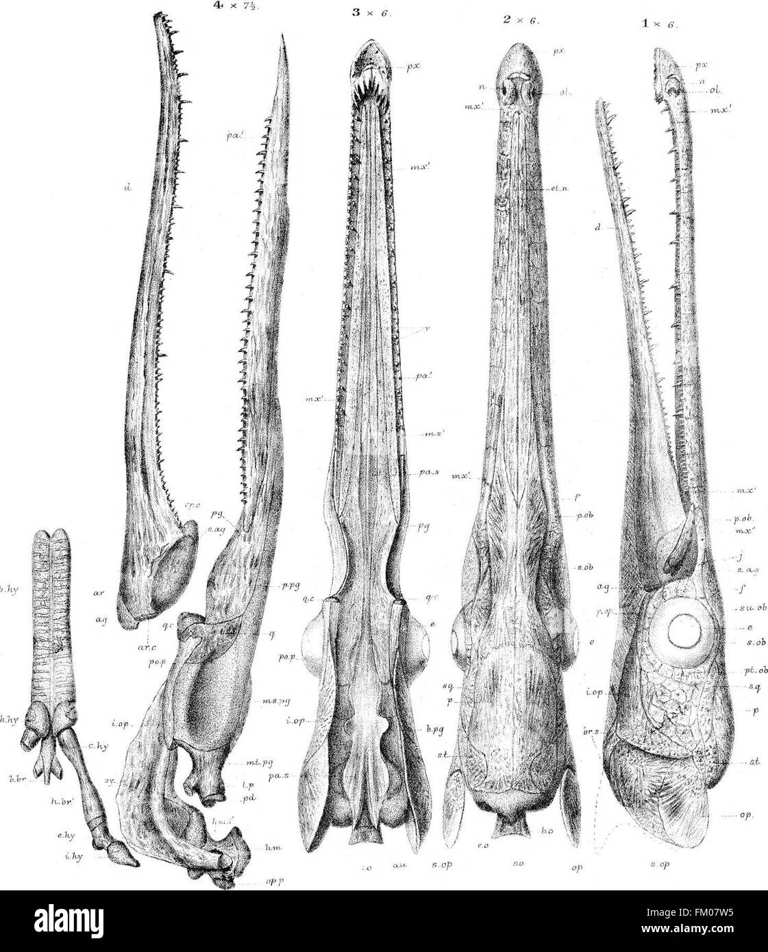 This 1882 study explores the development of the skull in *Lepidosteus ...