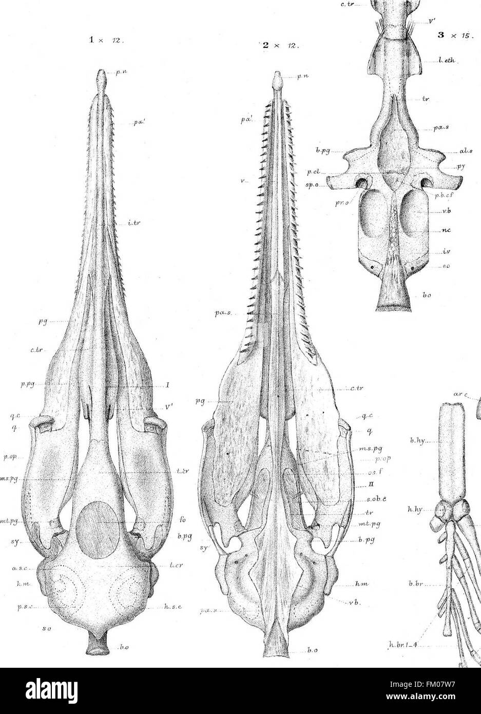 This work focuses on the anatomical study of skull development in the ...