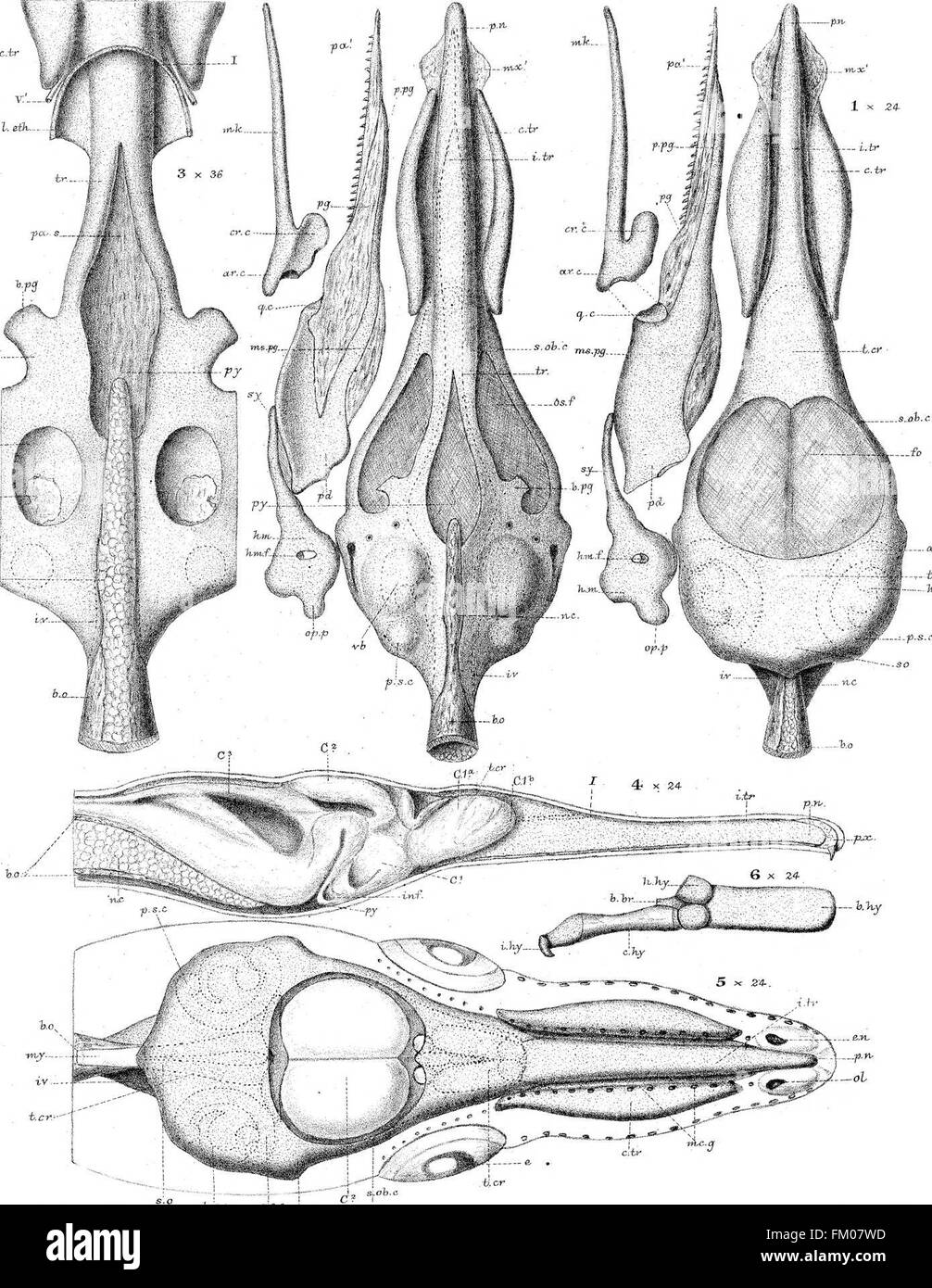 This study from 1882 examines the development of the skull in ...