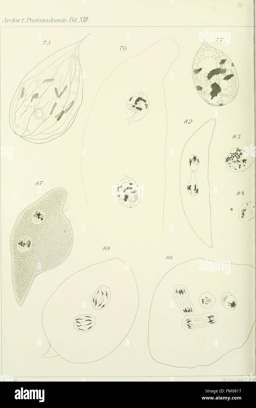 This 1909 work details the anatomy, reproduction, and infection ...