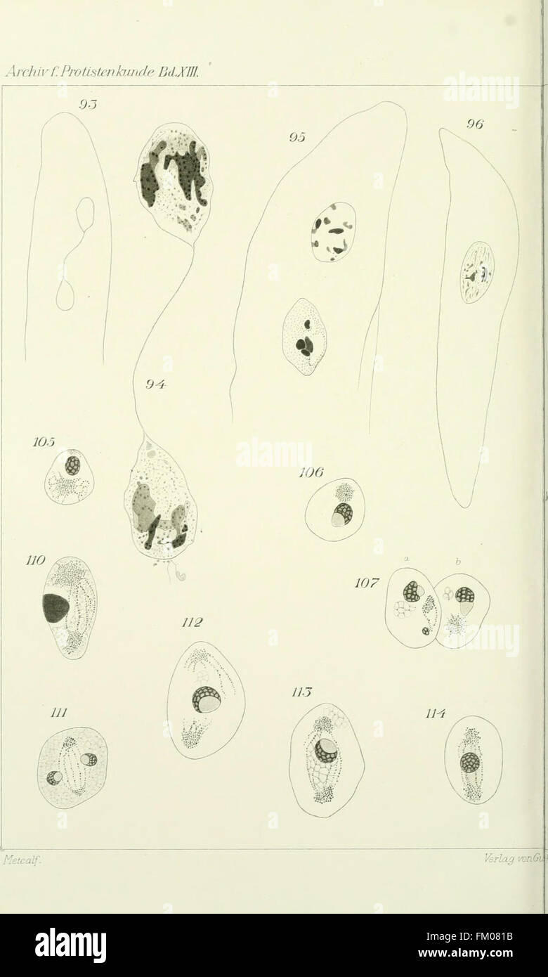 Understanding cellular anatomy hi-res stock photography and images - Alamy