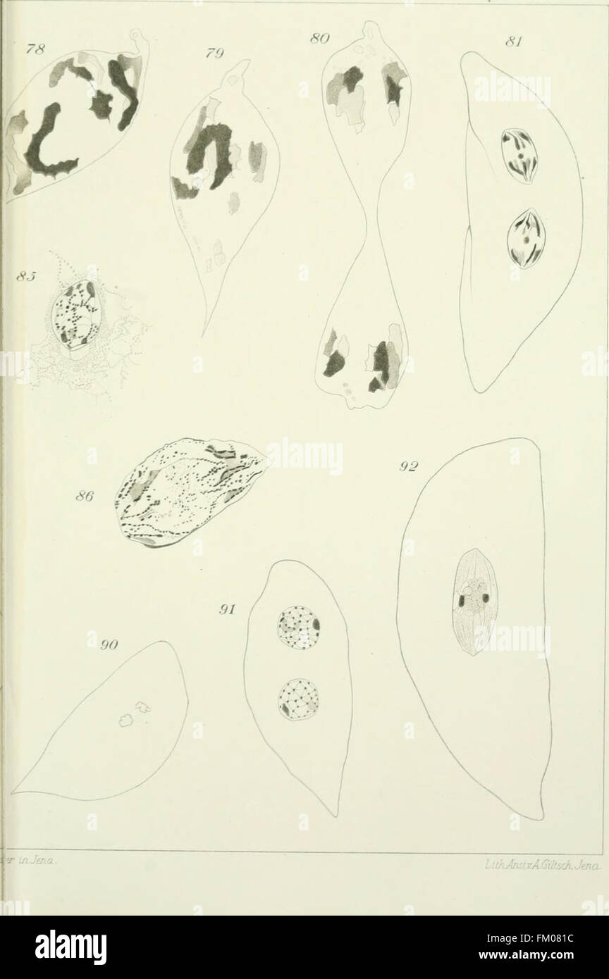 This 1909 work on Opalina details its anatomical structure and ...