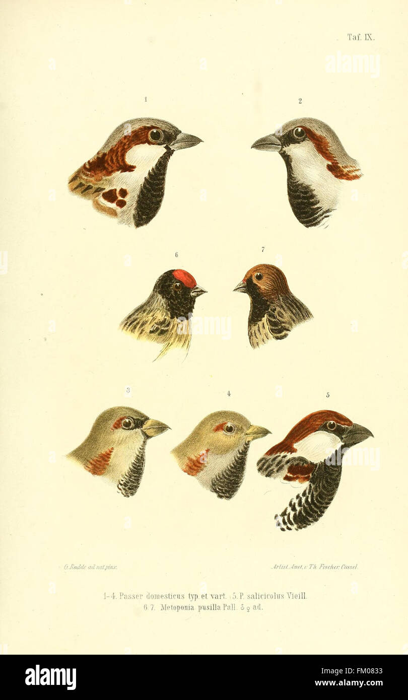'Ornis Caucasica' focuses on the bird species of the Caucasus region ...